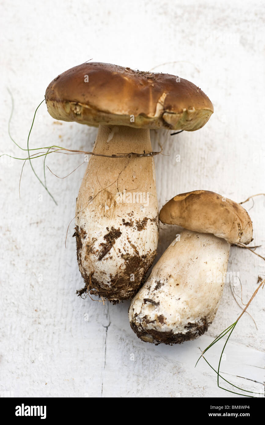 Porcinis hi-res stock photography and images - Alamy