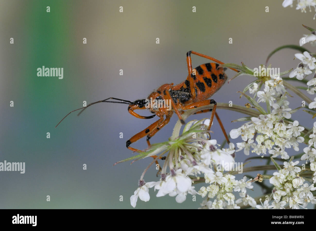 Red assassin bug on an umbel in Provence France Stock Photo - Alamy