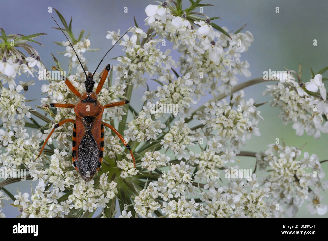Red assassin bug on an umbel in Provence France Stock Photo - Alamy