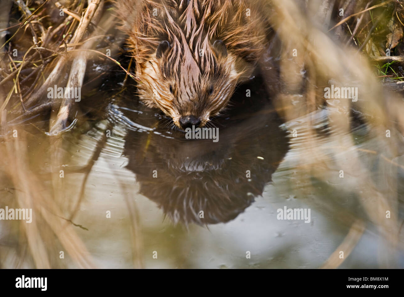 A beaver about to dive under water from the slide on his dam Stock ...