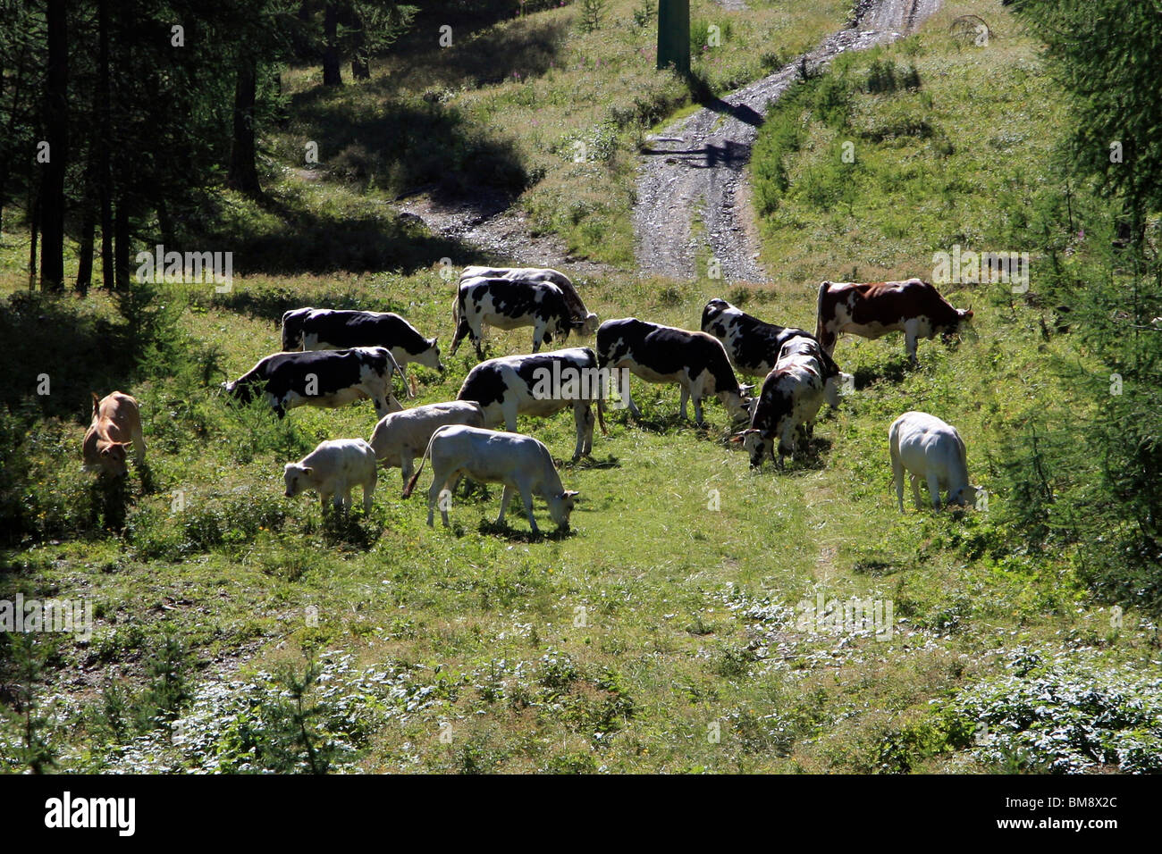 Italy, Alps cows grazing Stock Photo - Alamy