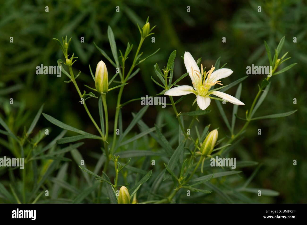 Harmal, Syrian Rue (Peganum harmala), flowering Stock Photo - Alamy