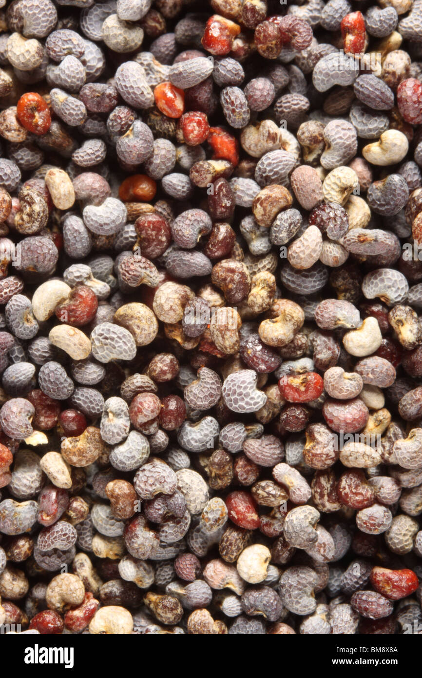 Poppy_seed hi-res stock photography and images - Alamy