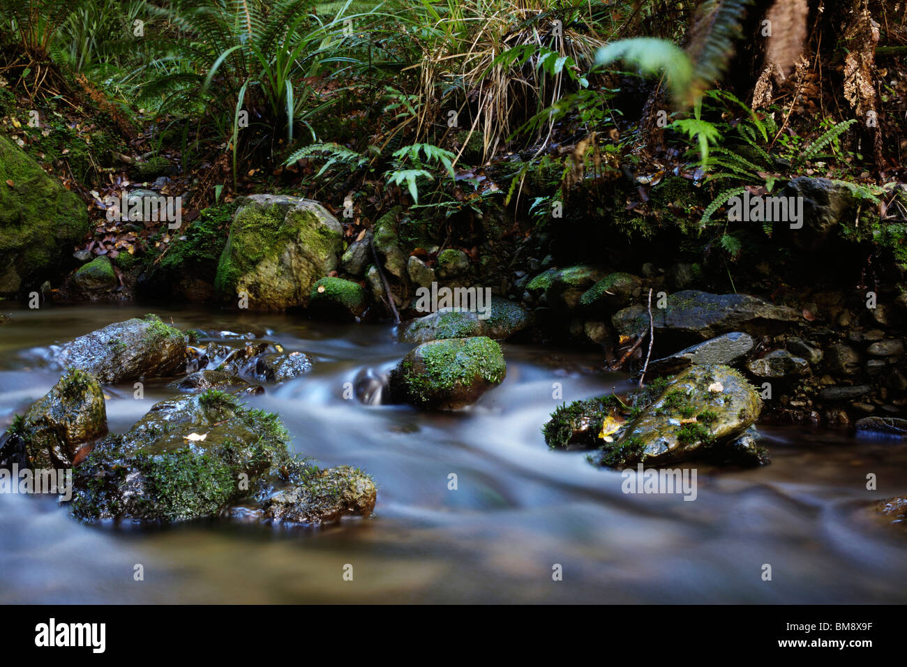 A stream in Tree Trunk Gorge in the Kaimanawa Forest in New Zealand ...