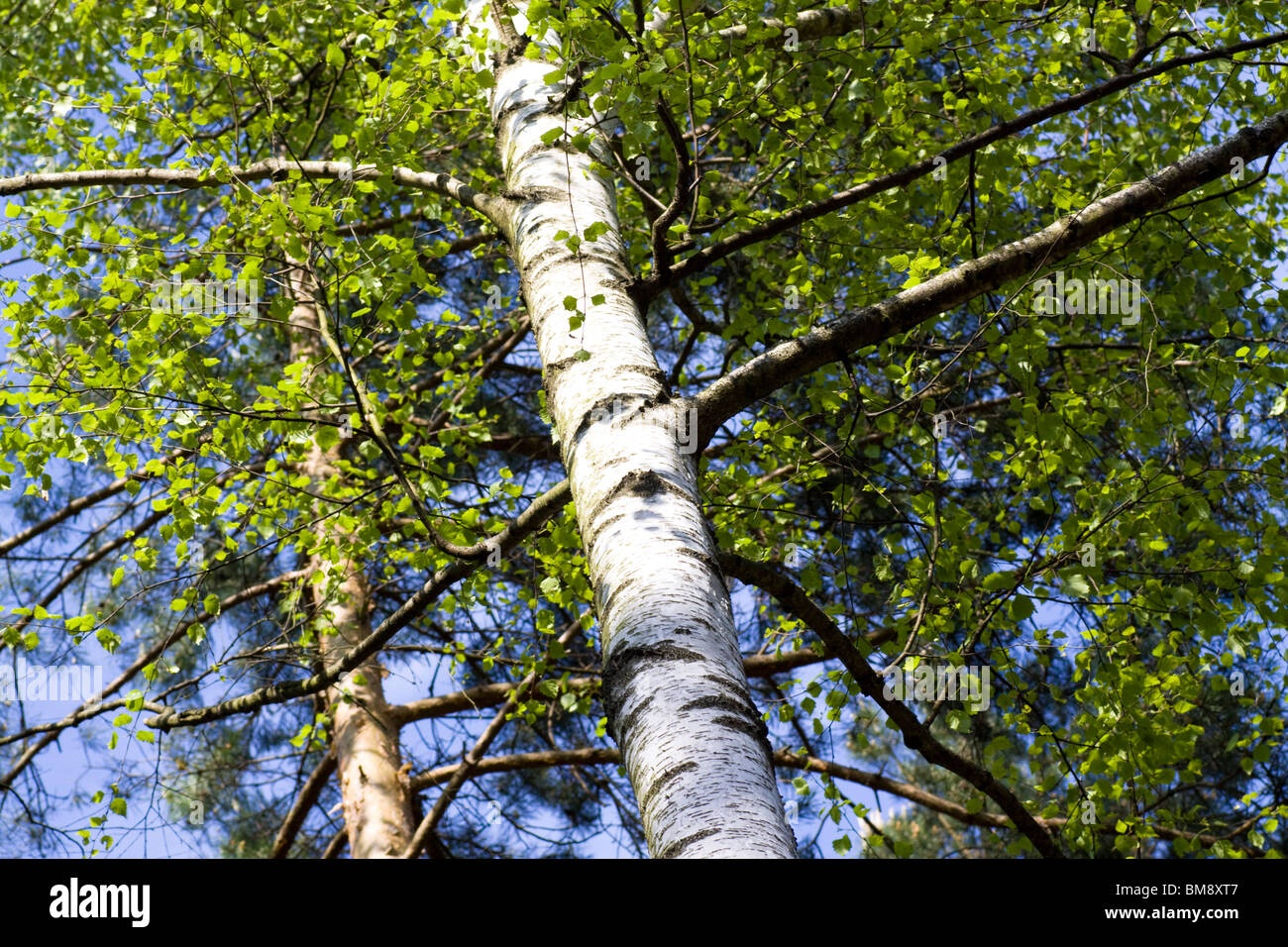 Natural background - a summer birchwood Stock Photo - Alamy