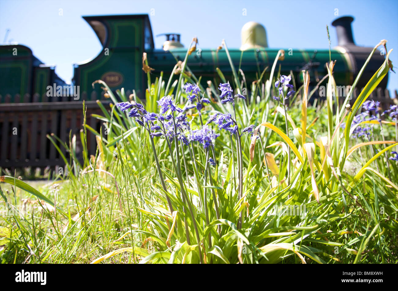 Bluebells on the Bluebell Line A steam locomotive on the bluebell line ...