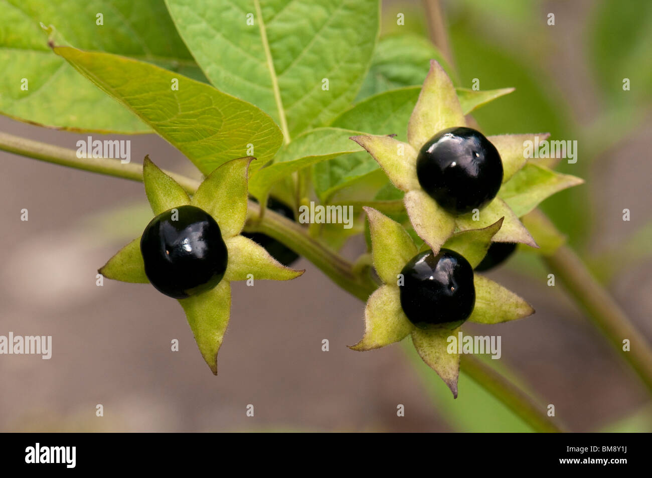 Deadly nightshade plant hi-res stock photography and images - Alamy
