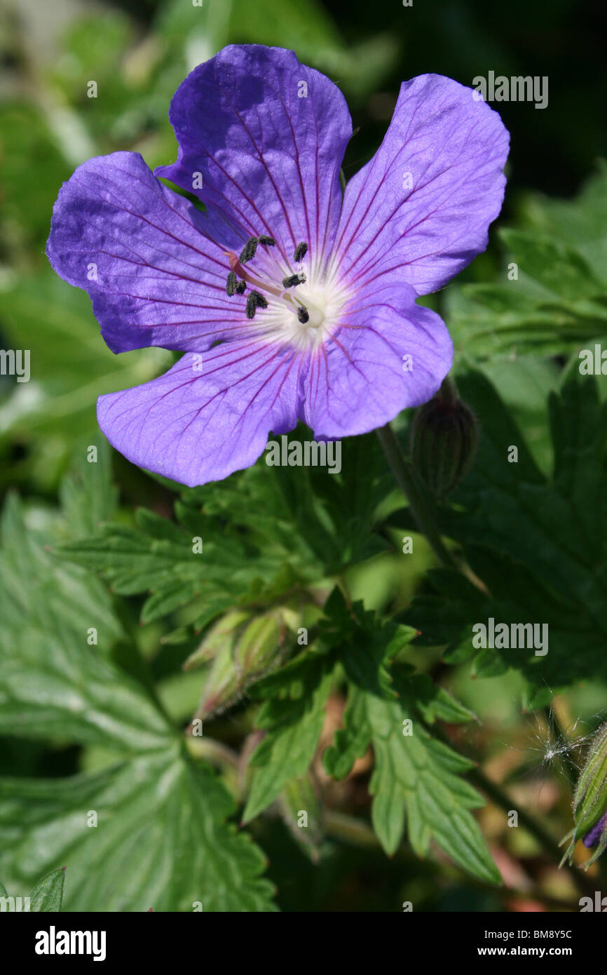 Purple Cranesbill Geranium sp. Taken at Martin Mere WWT, Lancashire, UK ...
