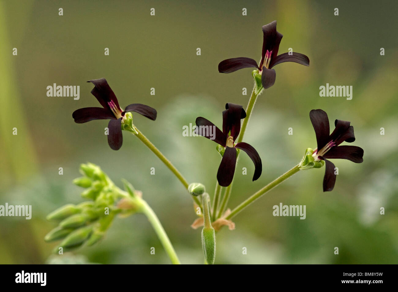 Umckaloabo, South African Geranium (Pelargonium sidoides), flowering ...
