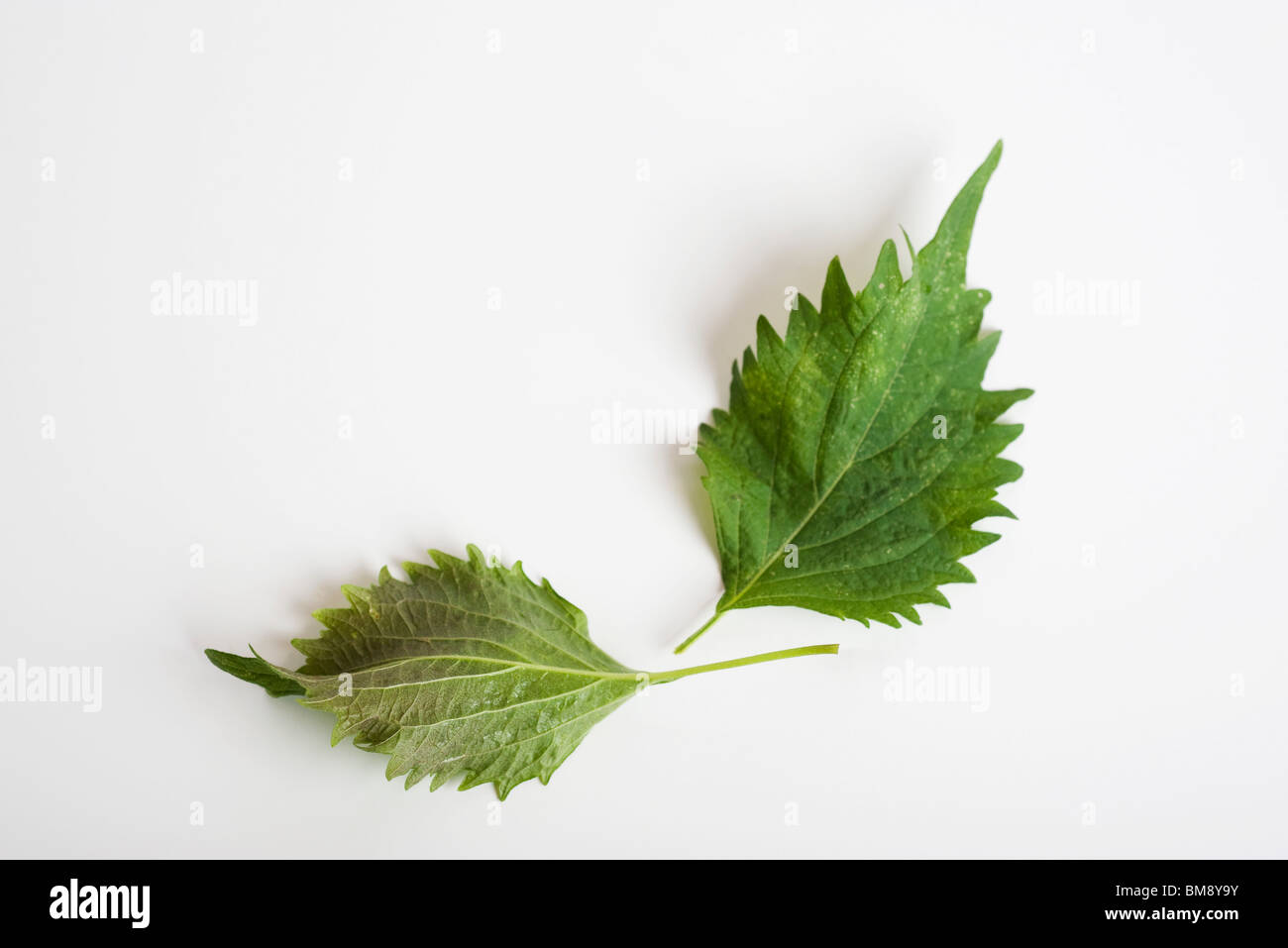 Perilla drink hi-res stock photography and images - Alamy