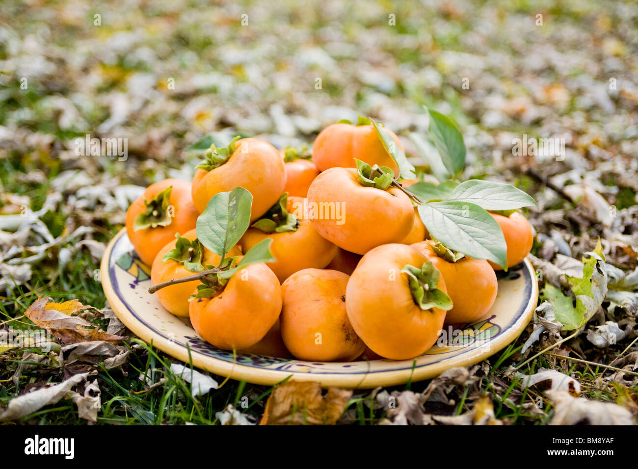 Ripe persimmons in bowl Stock Photo - Alamy