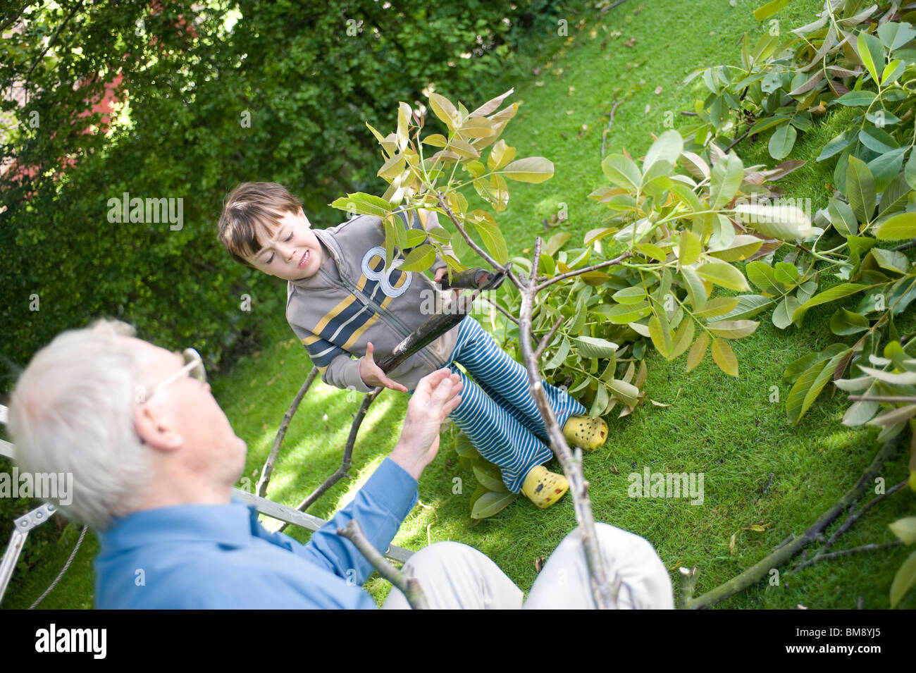 grandfather and grandson clipping tree branches Stock Photo - Alamy