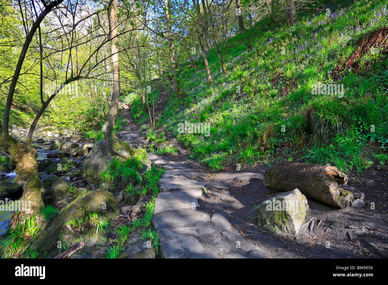 Coin tree hi-res stock photography and images - Alamy