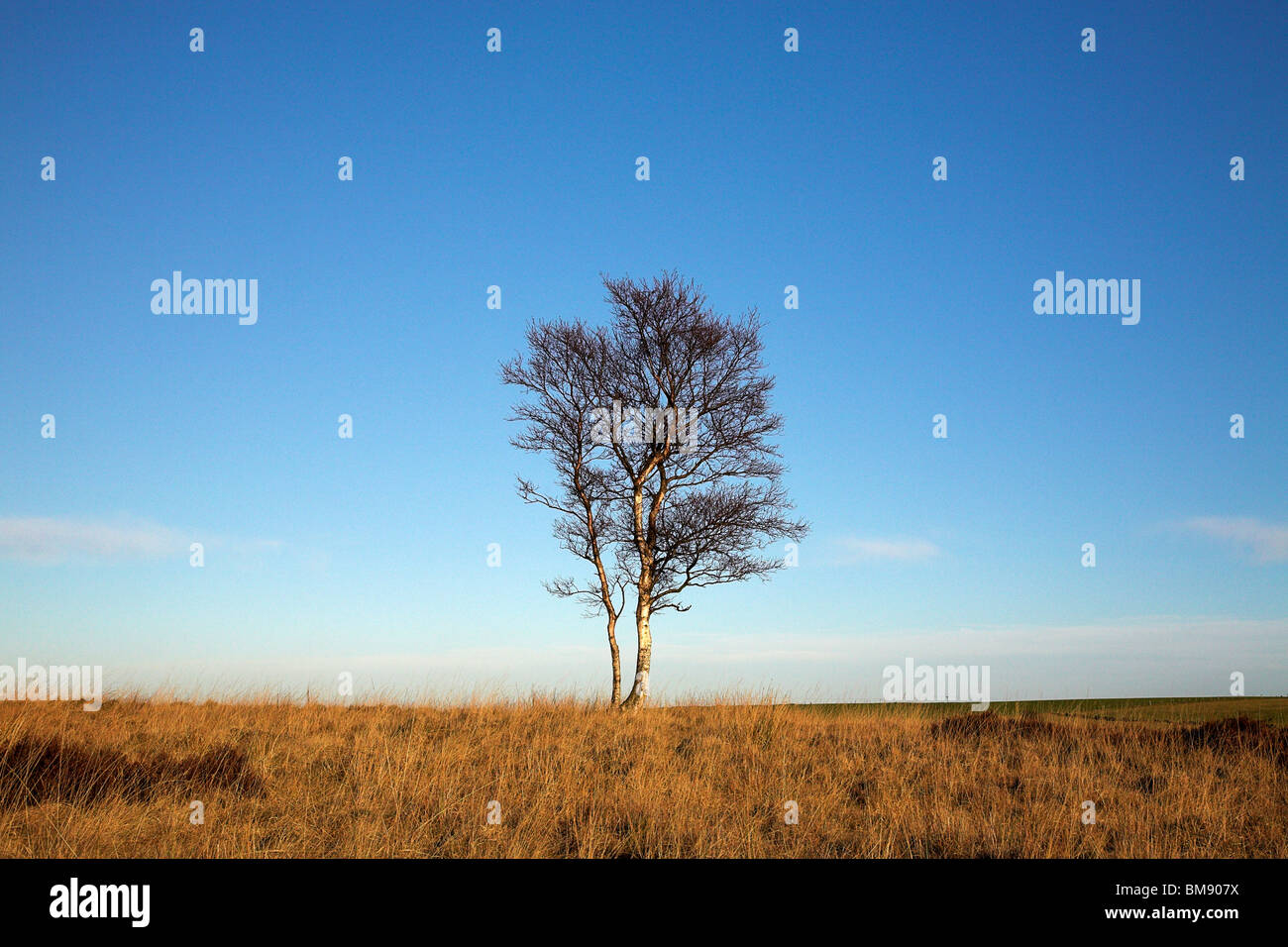 A Lone Tree Stock Photo - Alamy