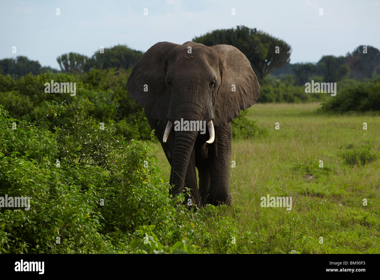 Big male african bush elephant hi-res stock photography and images - Alamy