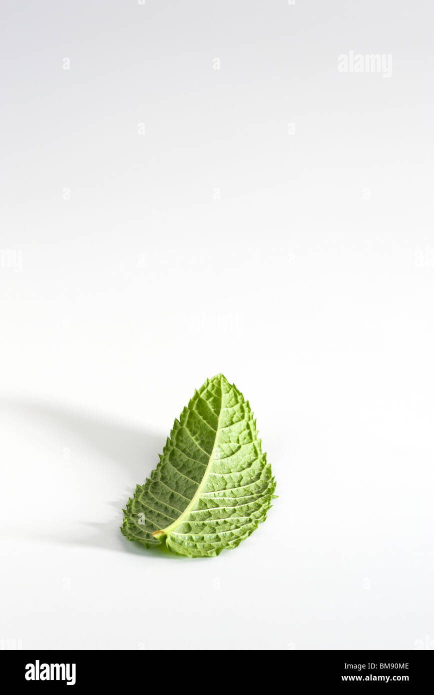 Mints 1 hi-res stock photography and images - Alamy