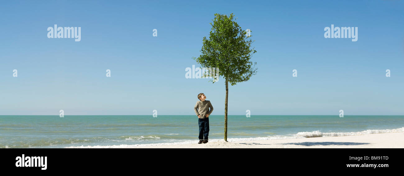 European beach tree hi-res stock photography and images - Alamy