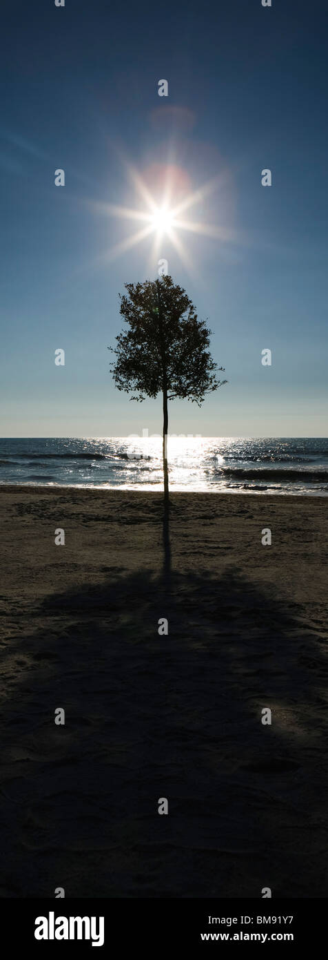 Tree and rising sun hi-res stock photography and images - Alamy