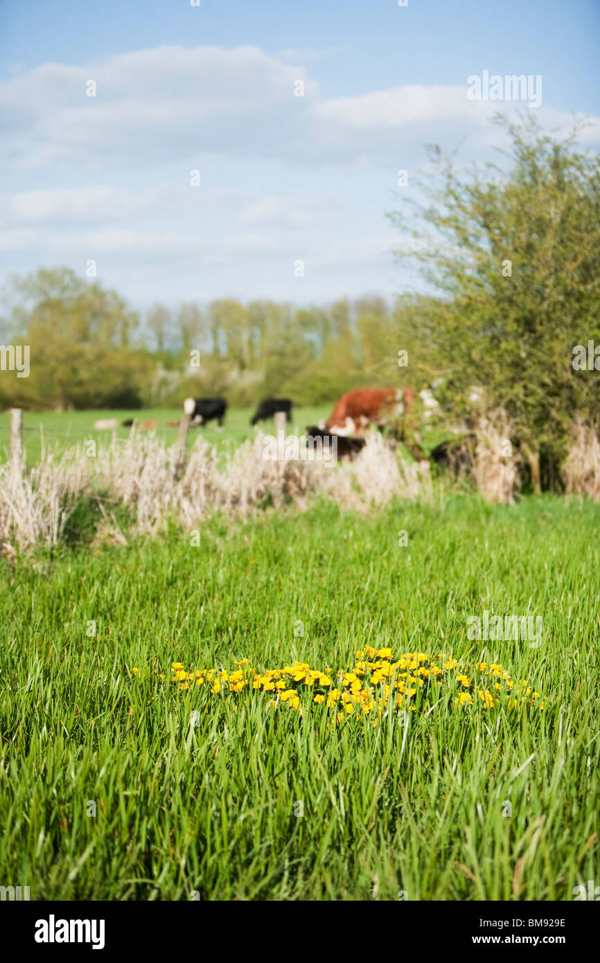 Kingcups (Caltha palustris) growing in a Thameside water meadow near ...