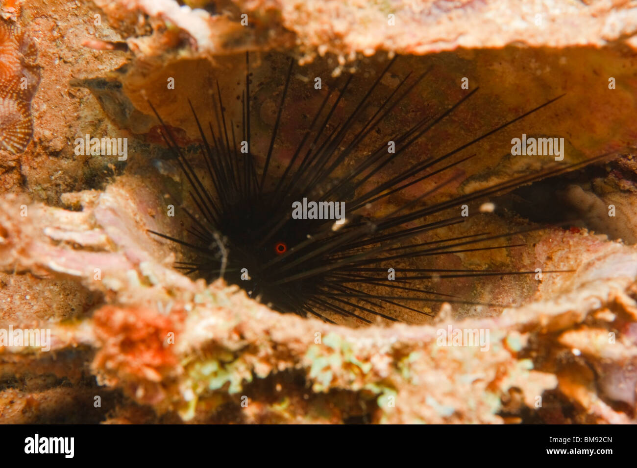 Hatpin urchin hiding in abandoned shell Stock Photo - Alamy