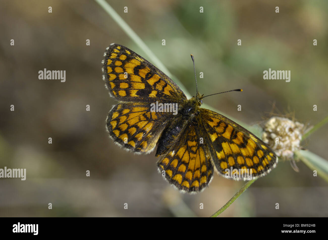 Heath fritillary (Mellicta athalia) standing on a flower with open ...