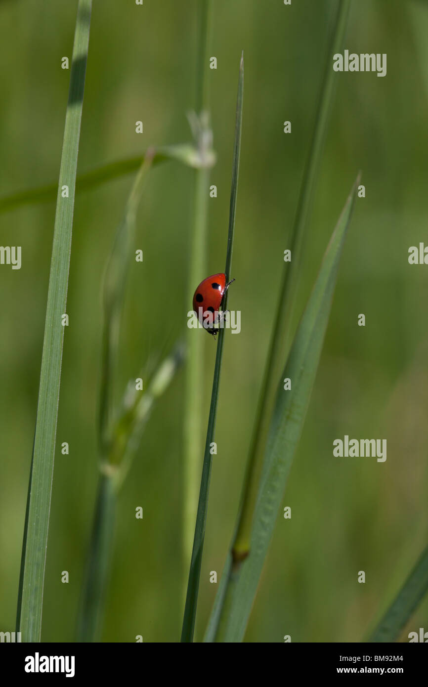 a ladybug on a blade of grass Stock Photo - Alamy