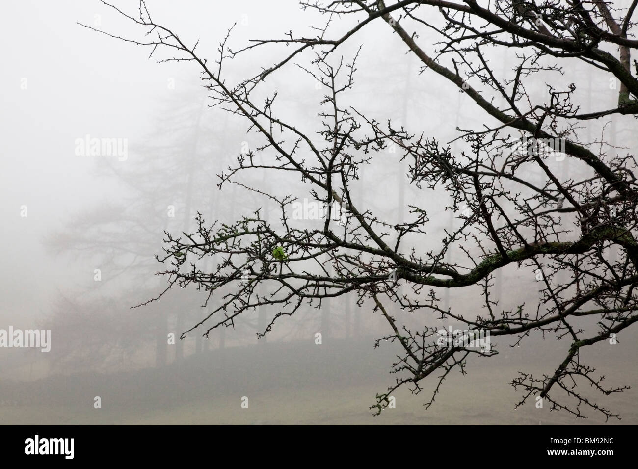 An image captured on a misty winter's day in Wasdale with the dark bare ...
