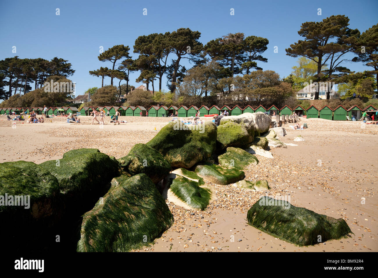 seaweed covered stone groyne with green beech huts and pine trees at ...