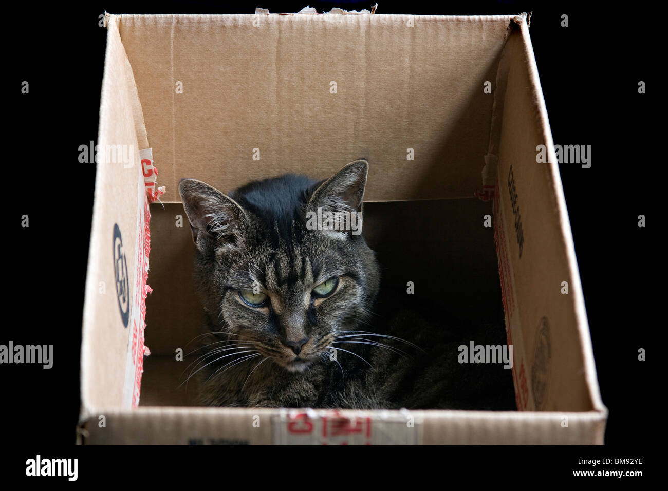 American shorthair cat box hi-res stock photography and images - Alamy
