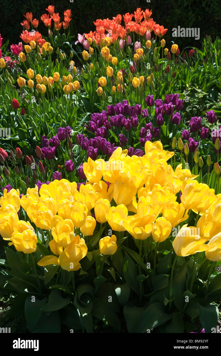 Tulip displays at Lost Gardens of Heligan Cornwall Stock Photo - Alamy