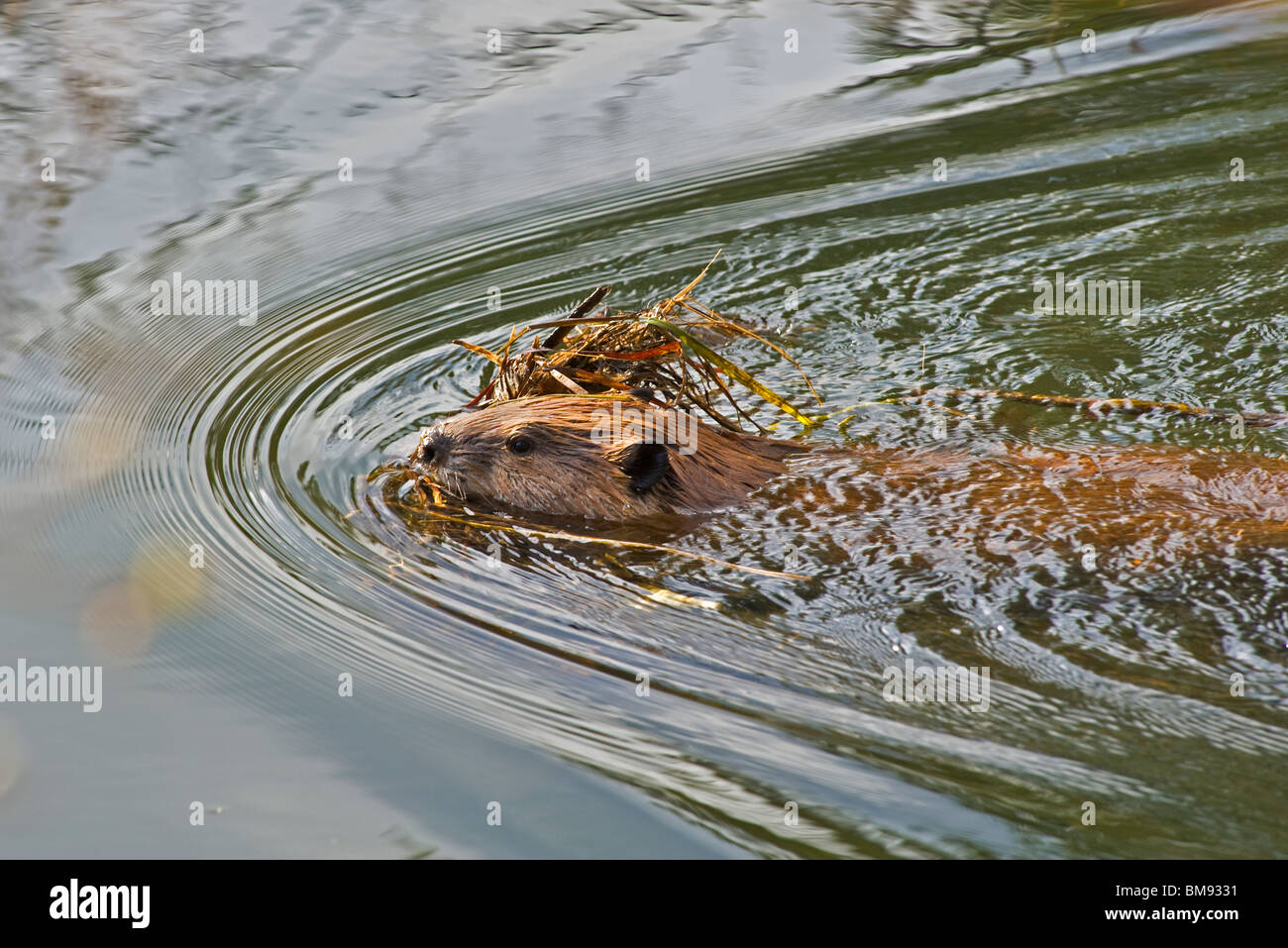 Beaver swimming with sticks hi-res stock photography and images - Alamy