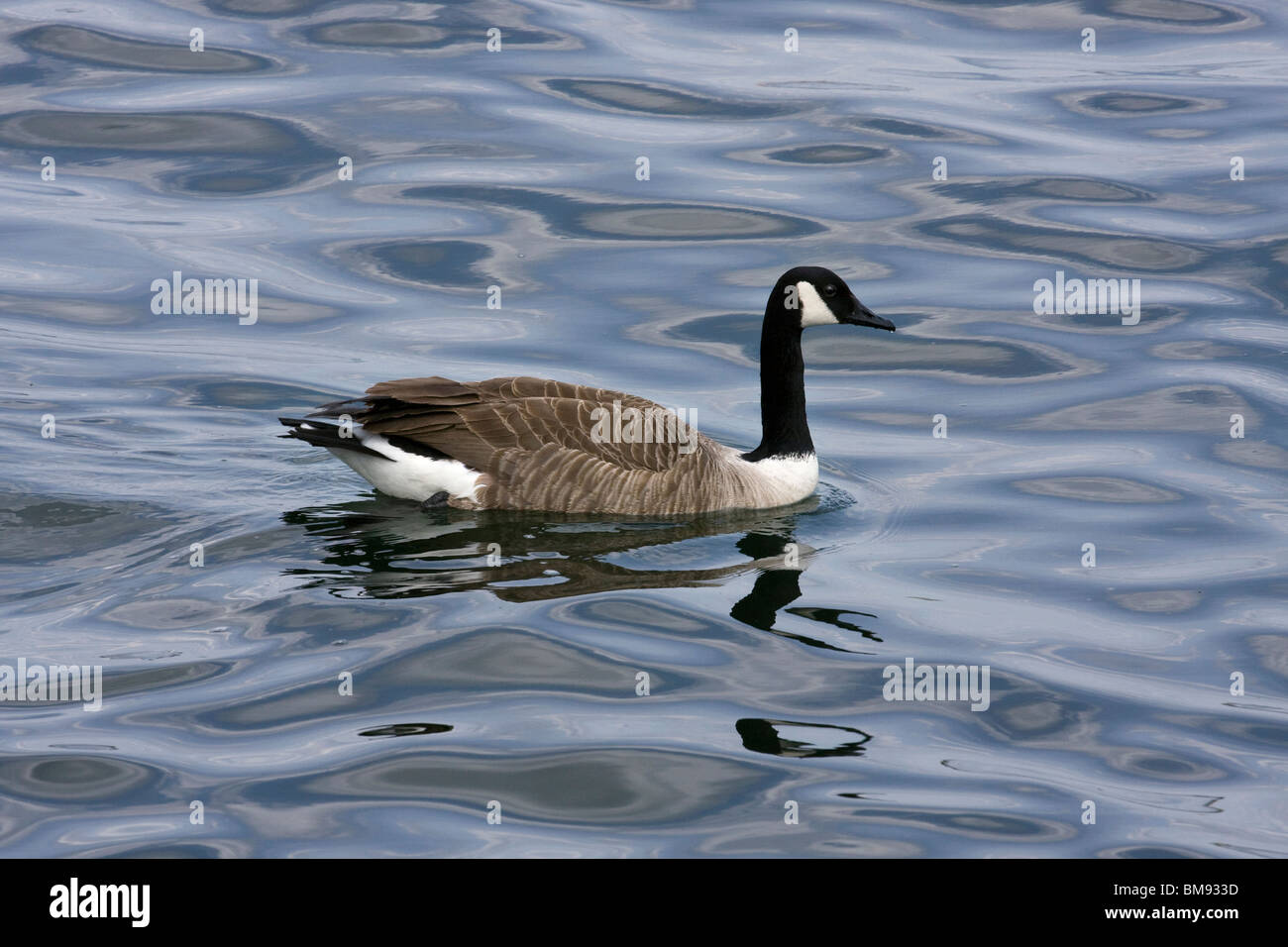 Canada Goose swimming Stock Photo - Alamy
