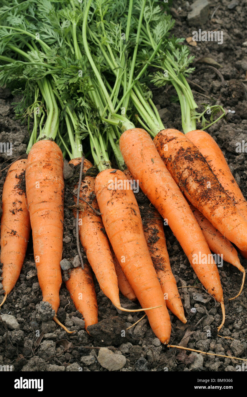Carrots with their tops hi-res stock photography and images - Alamy