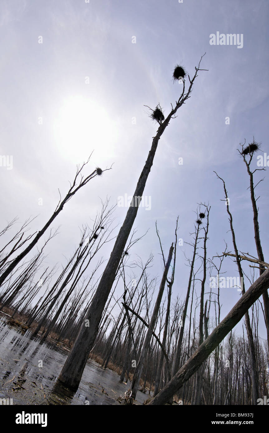 Large rookery hi-res stock photography and images - Alamy