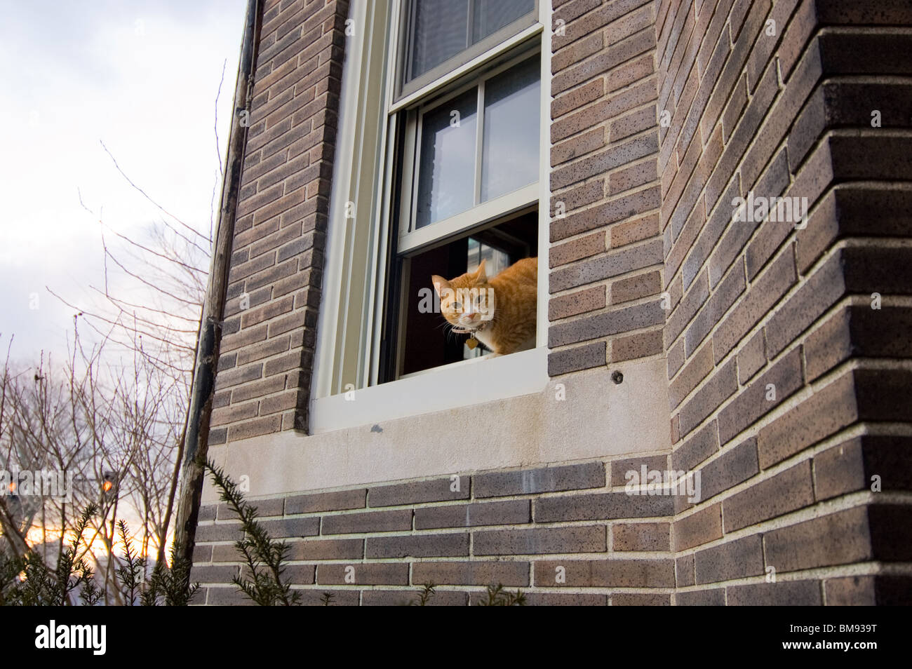 Curious cat sticks its head out the window Stock Photo - Alamy