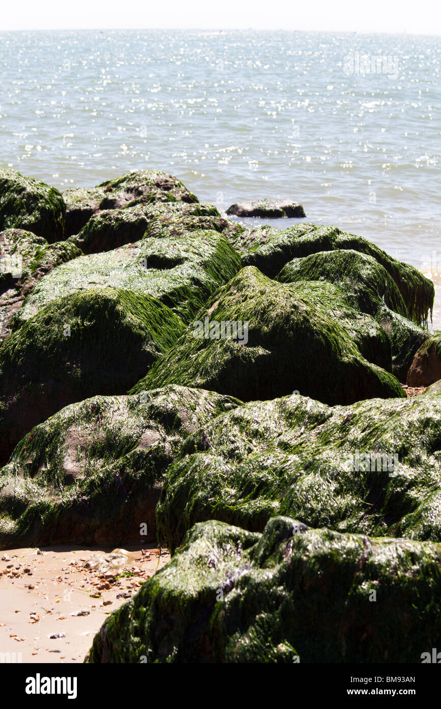 Seaweed protection hi-res stock photography and images - Alamy