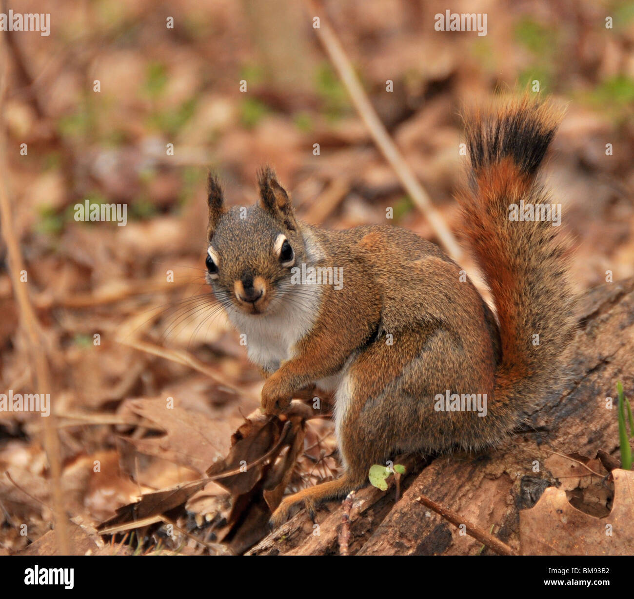 Red squirrel looking directly at viewer Stock Photo - Alamy