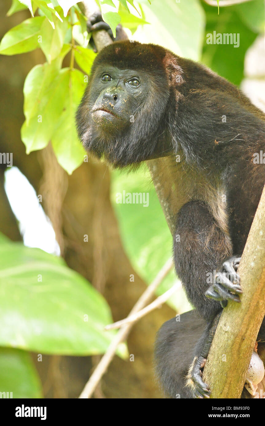 Howler Monkey Mexico Stock Photo - Alamy