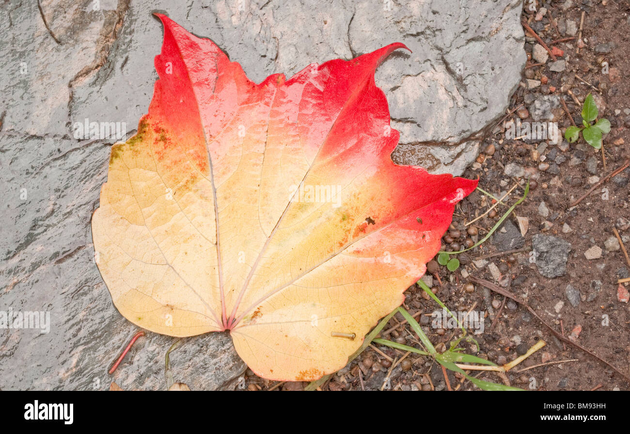 Virginia creeper leaf Stock Photo - Alamy