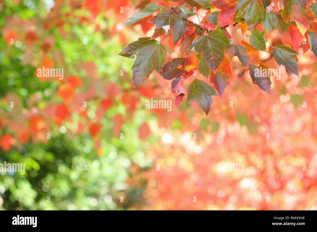 Portland oregon autumn nobody hi-res stock photography and images - Alamy