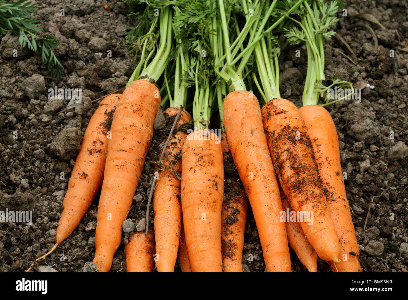 Carrots with tops hi-res stock photography and images - Alamy