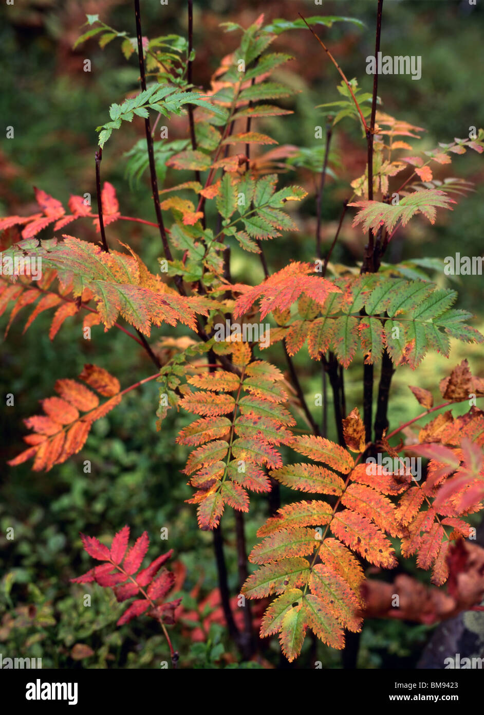 Colorful leaves of rowan in mountain Stock Photo - Alamy