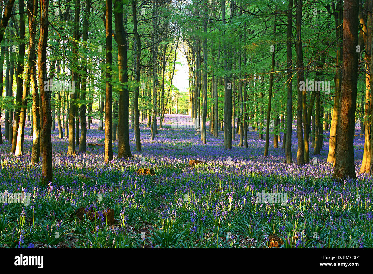 Bluebell Woods in Ashridge Forest, Hertfordshire Stock Photo - Alamy