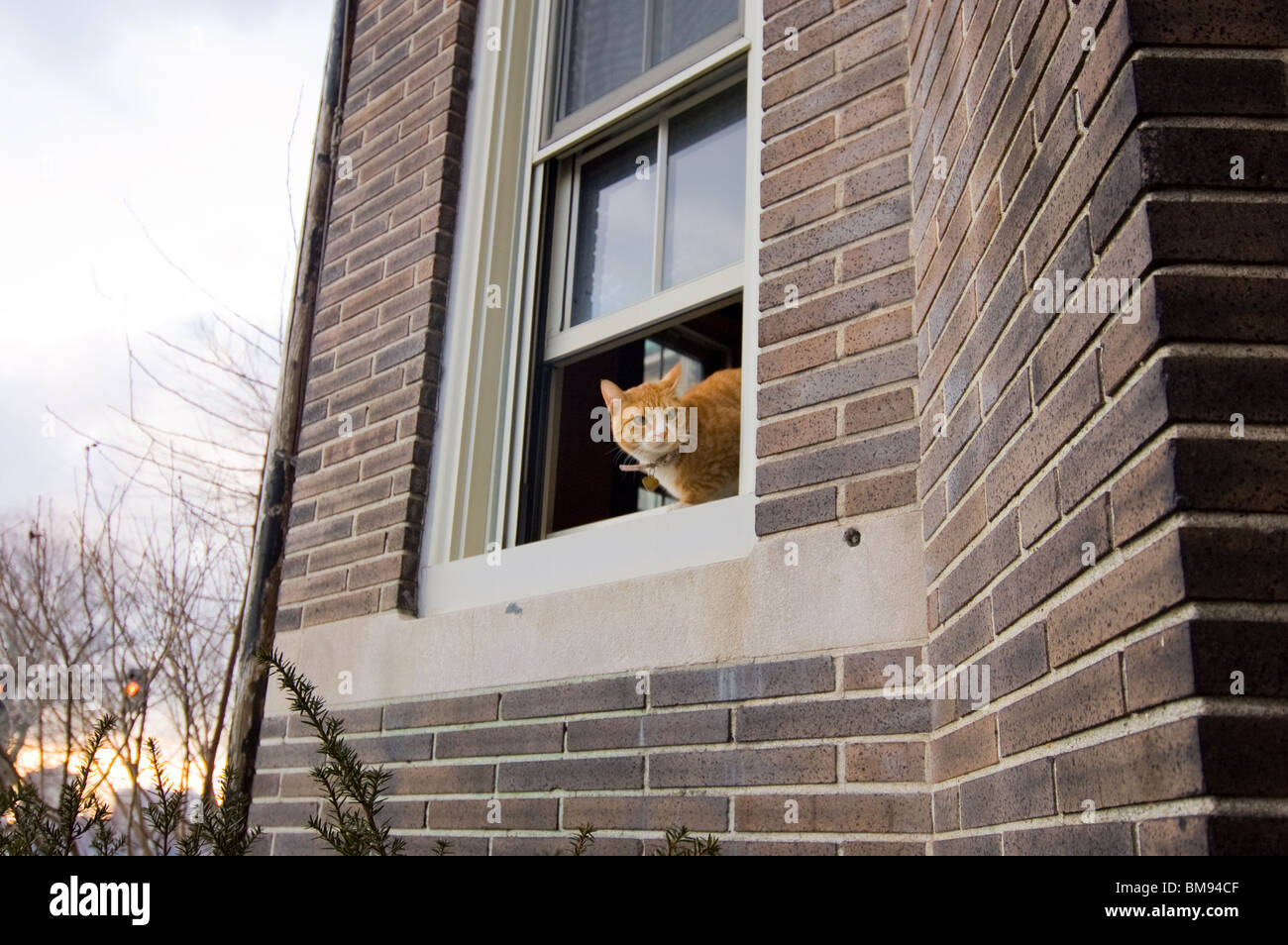 Cat peeking out window hi-res stock photography and images - Alamy