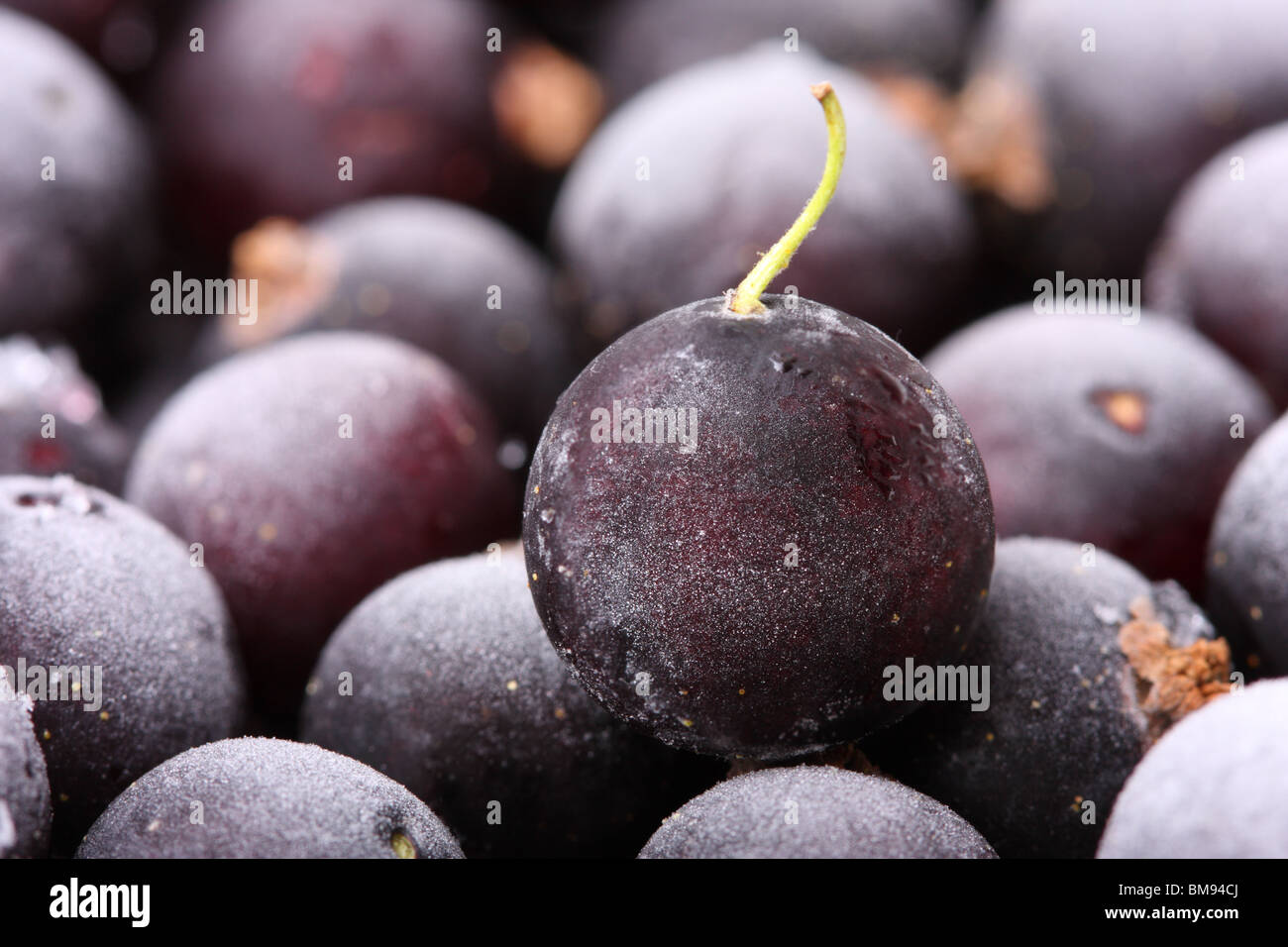 Frozen currant hi-res stock photography and images - Alamy