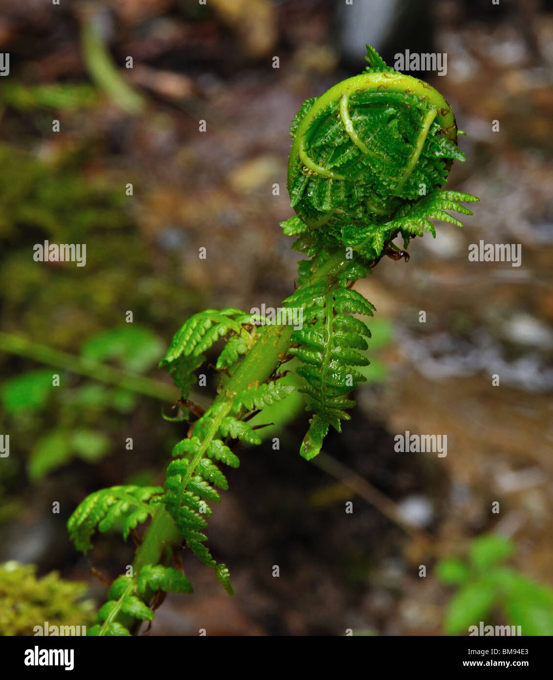 Swordfern fiddlehead curled up growing upward Stock Photo - Alamy