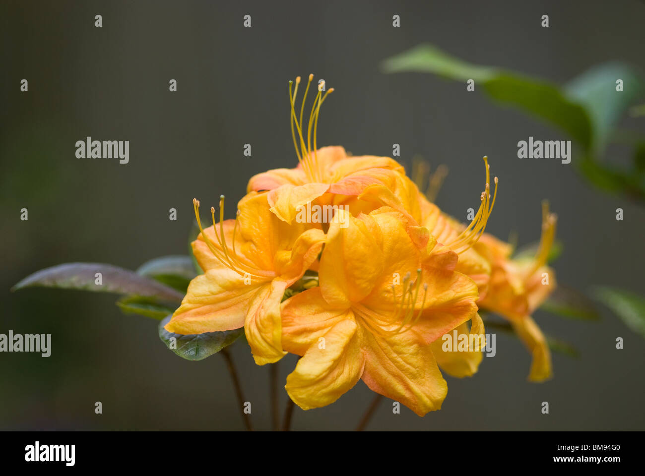 Azalea in bloom Stock Photo - Alamy