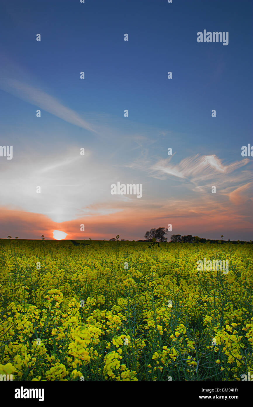 Tree in a rapeseed field hi-res stock photography and images - Alamy