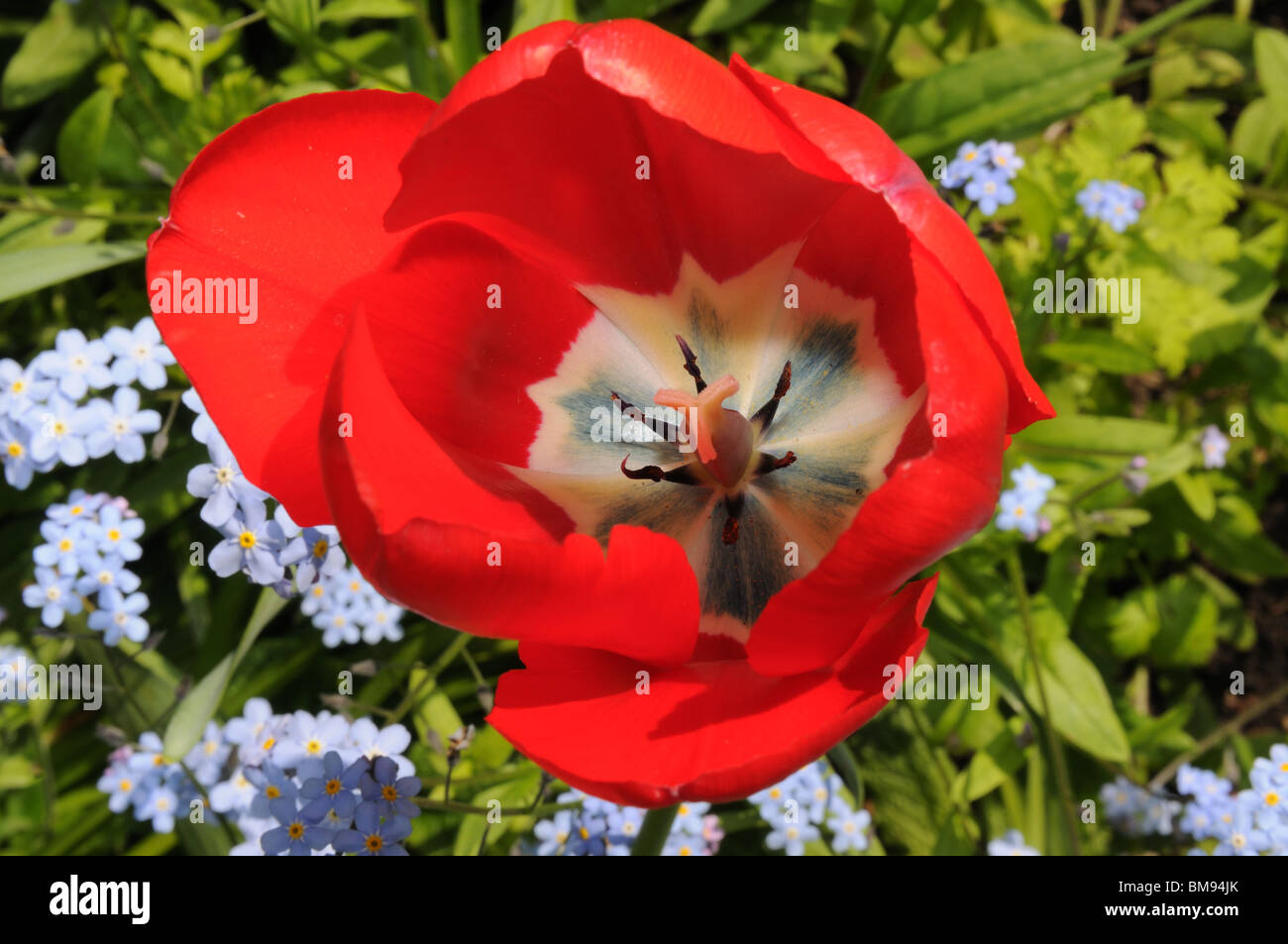 Close up view inside red poppy flower showing petals stamen style ...