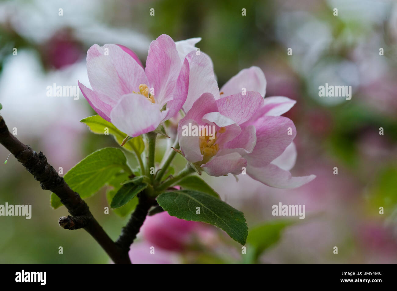 Wild Crab | Malus sylvestris subsp. orientalis Stock Photo - Alamy